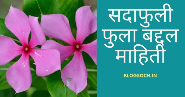 Sadaphuli Flower Information in Marathi - blogsoch