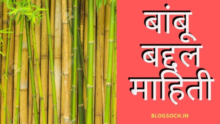 Bamboo Tree Information in Marathi | बांबू बद्दल माहिती | Blogsoch