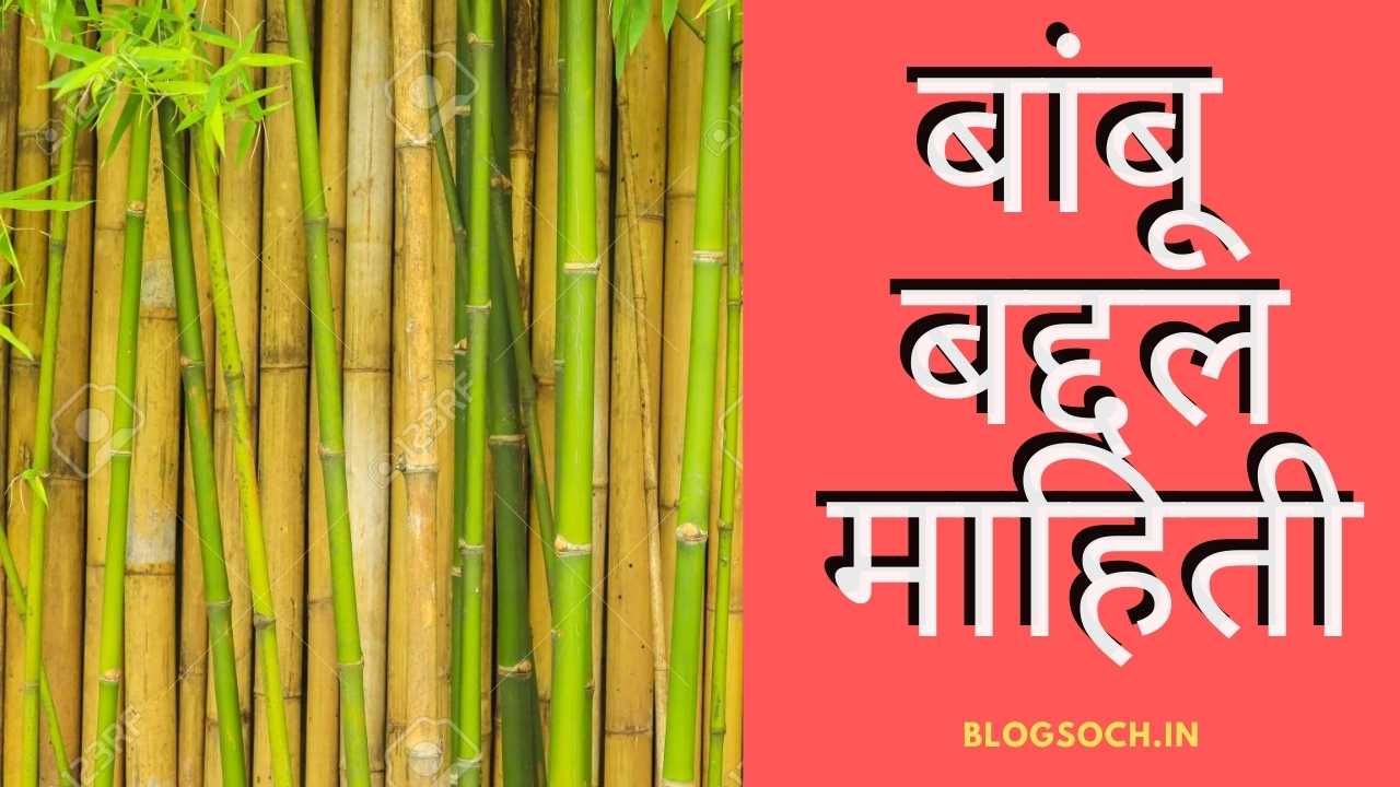 Bamboo Tree Information in Marathi | बांबू बद्दल माहिती | Blogsoch