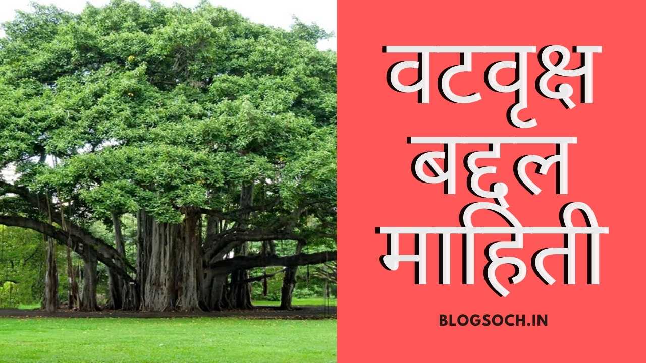 Latest Banyan Tree Information in Marathi (वटवृक्ष) | Blogsoch