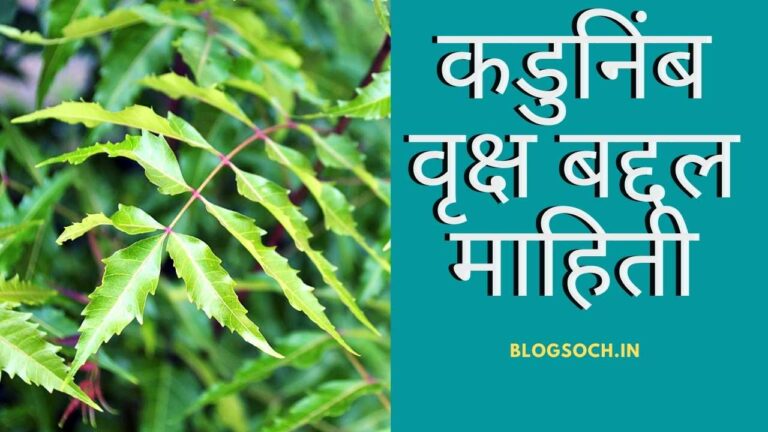 Neem Tree Information in Marathi | कडुनिंब बद्दल माहिती | Blogsoch