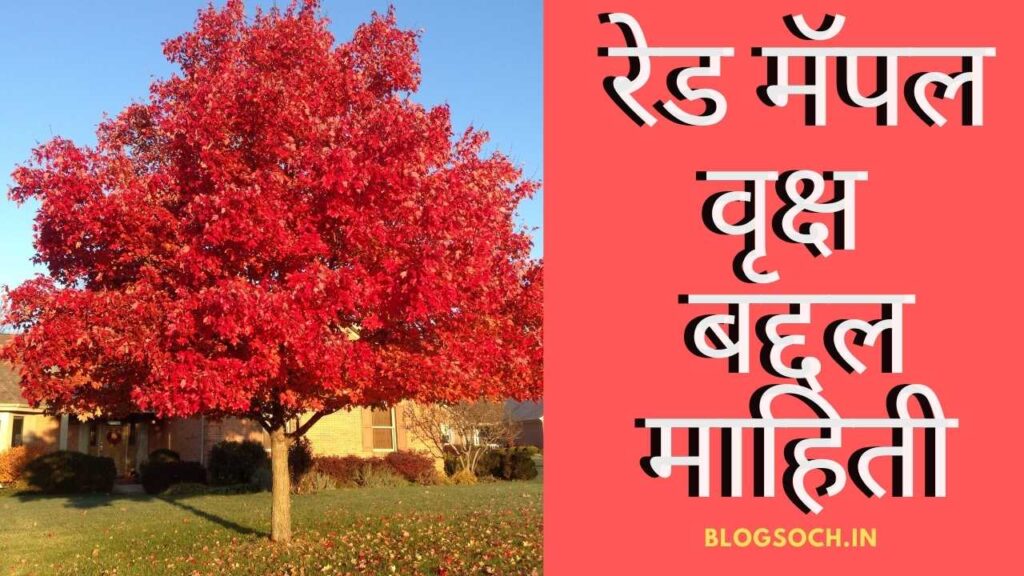  Red Maple Tree Information In Marathi 