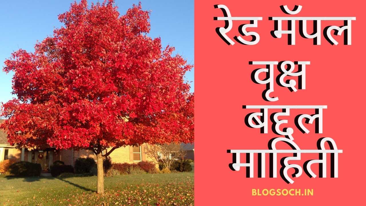 Red Maple Tree Information in Marathi | रेड मॅपल वृक्ष बद्दल माहिती ...